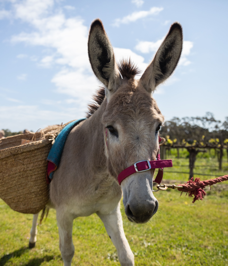 Donkey Tours - Journey Home Wines